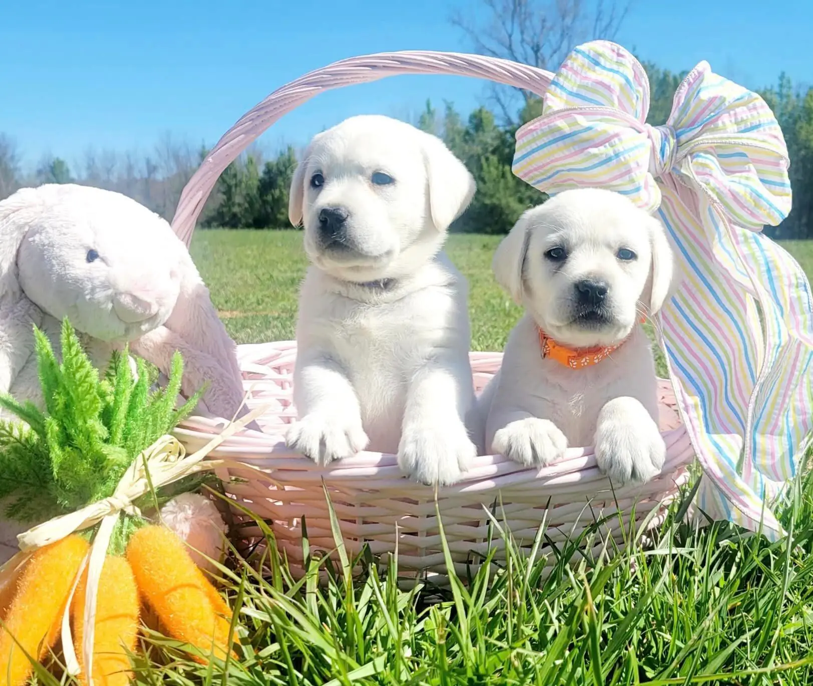 About Us - White English Labrador Puppies!