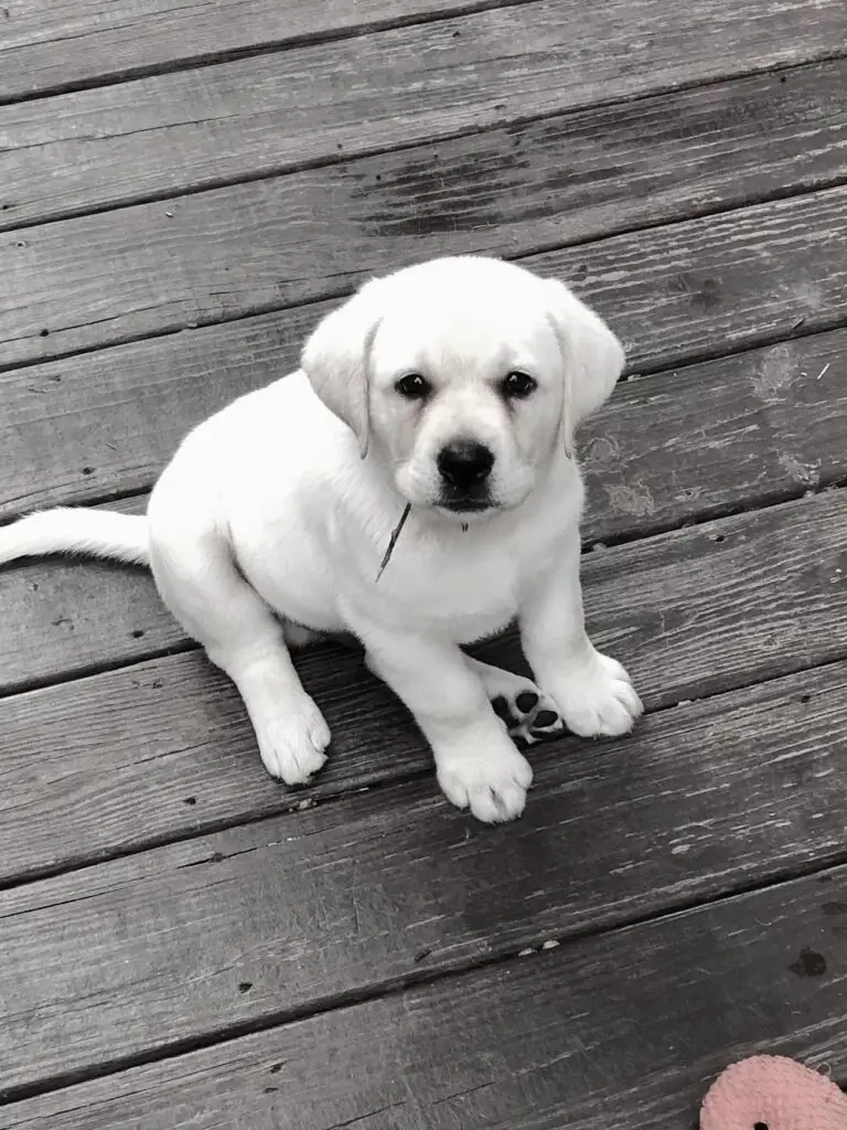 10 Tips for Socializing Labrador Puppies